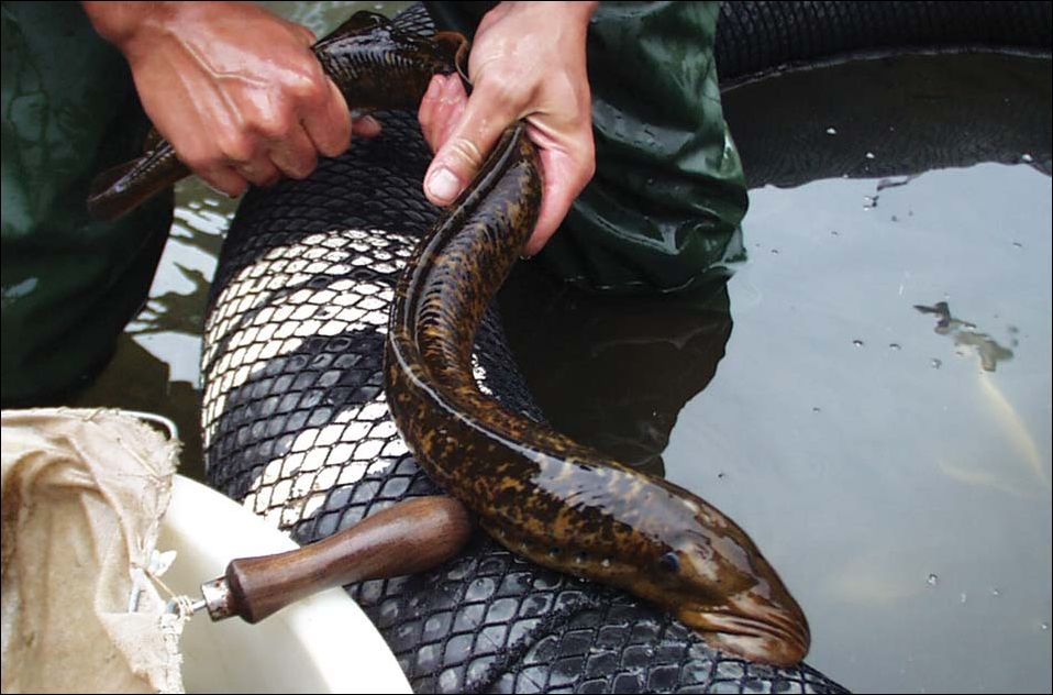 Great sea lamprey - Petromyzon marinus - Linnaeus, 1758